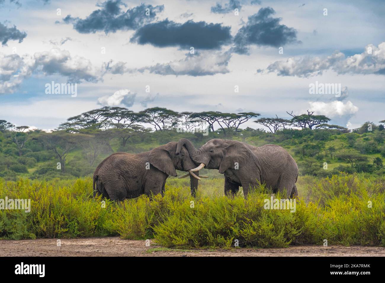 Images show two bull elephants engaging in a battle in front of the ...