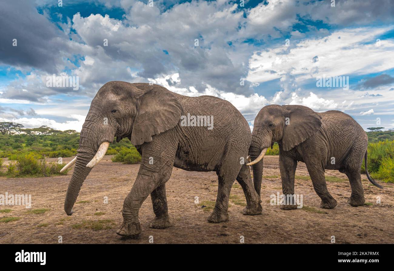 Images show two bull elephants engaging in a battle in front of the ...