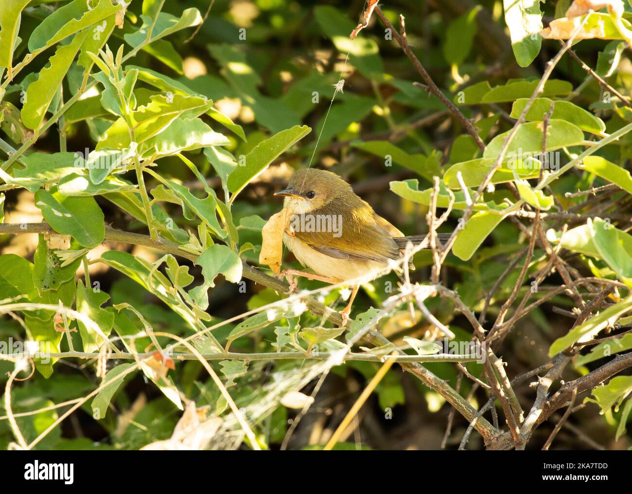 A recently fledged Grey-backed Camaroptera skulks through the dense ...