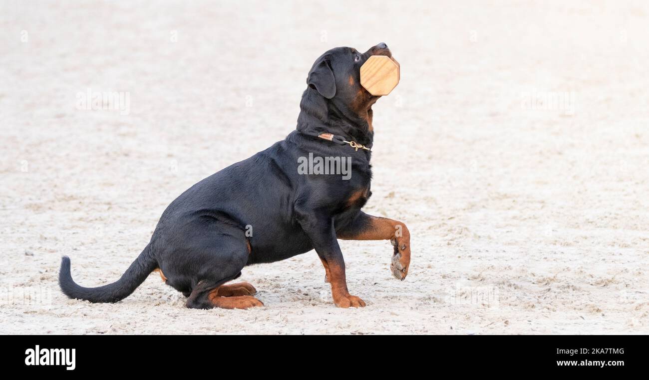 Close up rottweiler puppy hi-res stock photography and images - Alamy