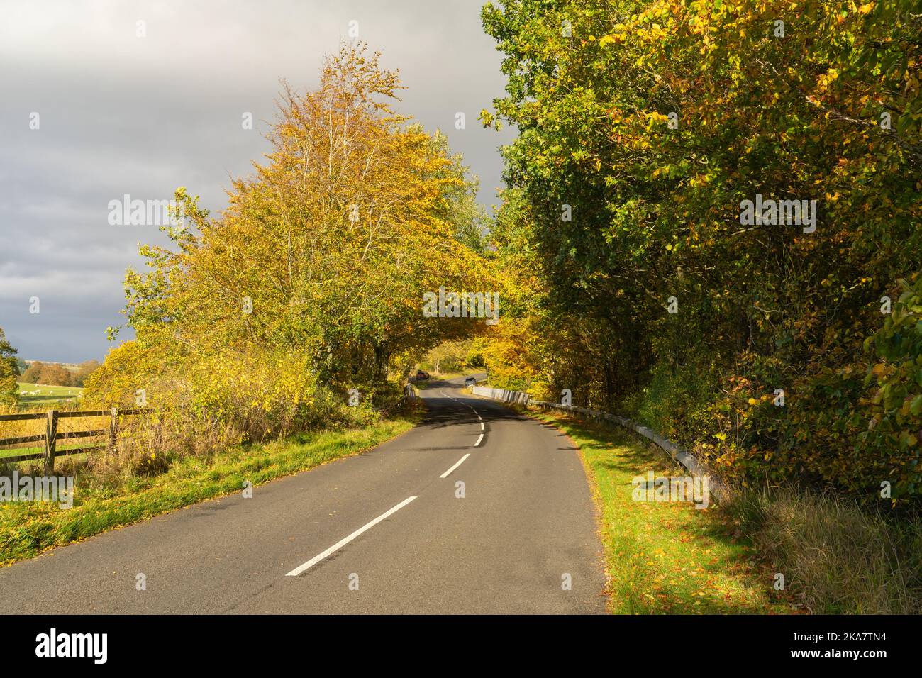 Treelined road in fall in Northumberland, uk Stock Photo - Alamy