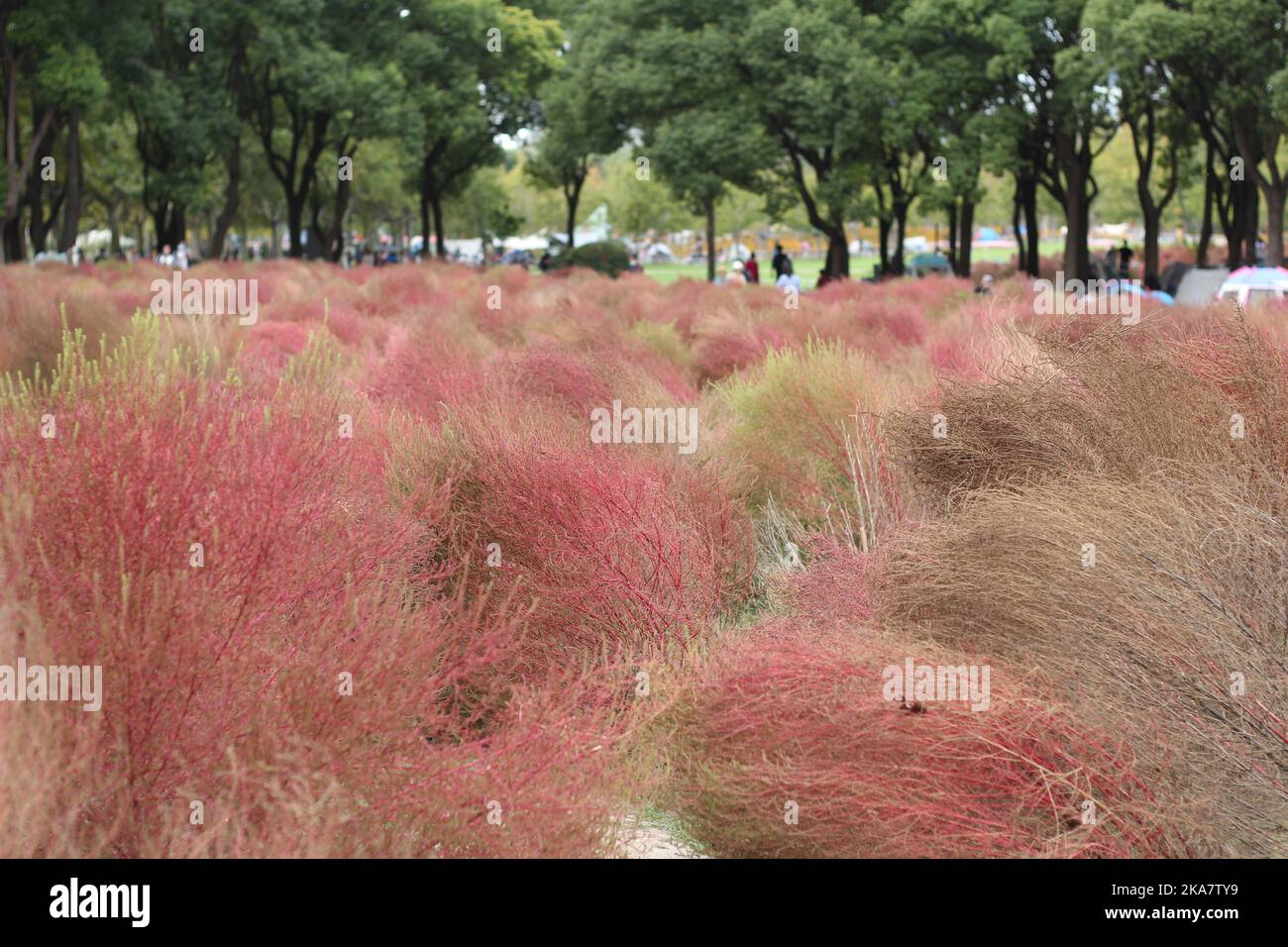 The 20,000 square meters of Kochia scoparia grass start to turn red in ...