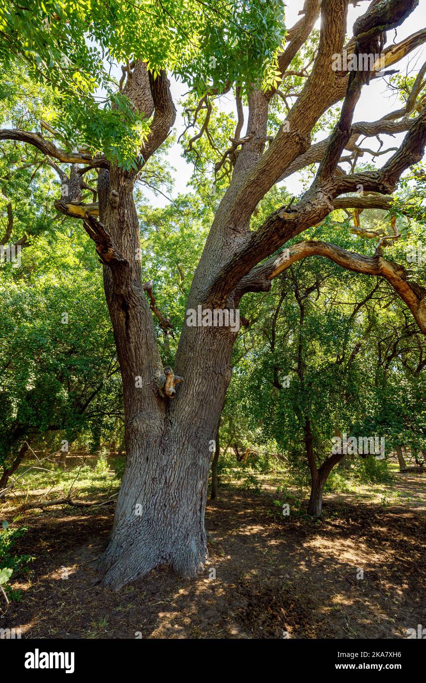 Tree in the Latea Forest in the Danube Delta Stock Photo - Alamy