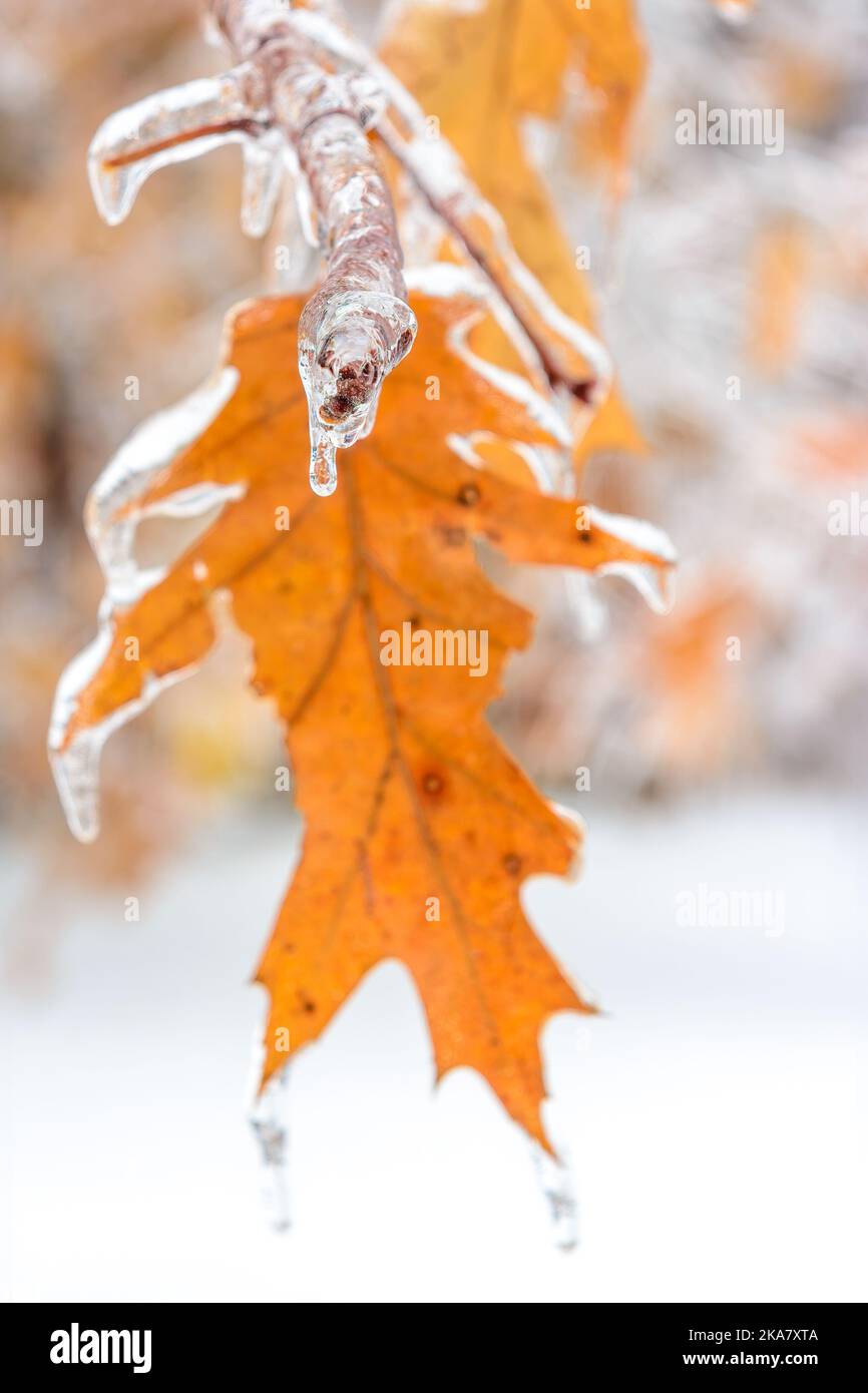 Toronto, Canada, freezing rain covering diverse surfaces in outdoor ...