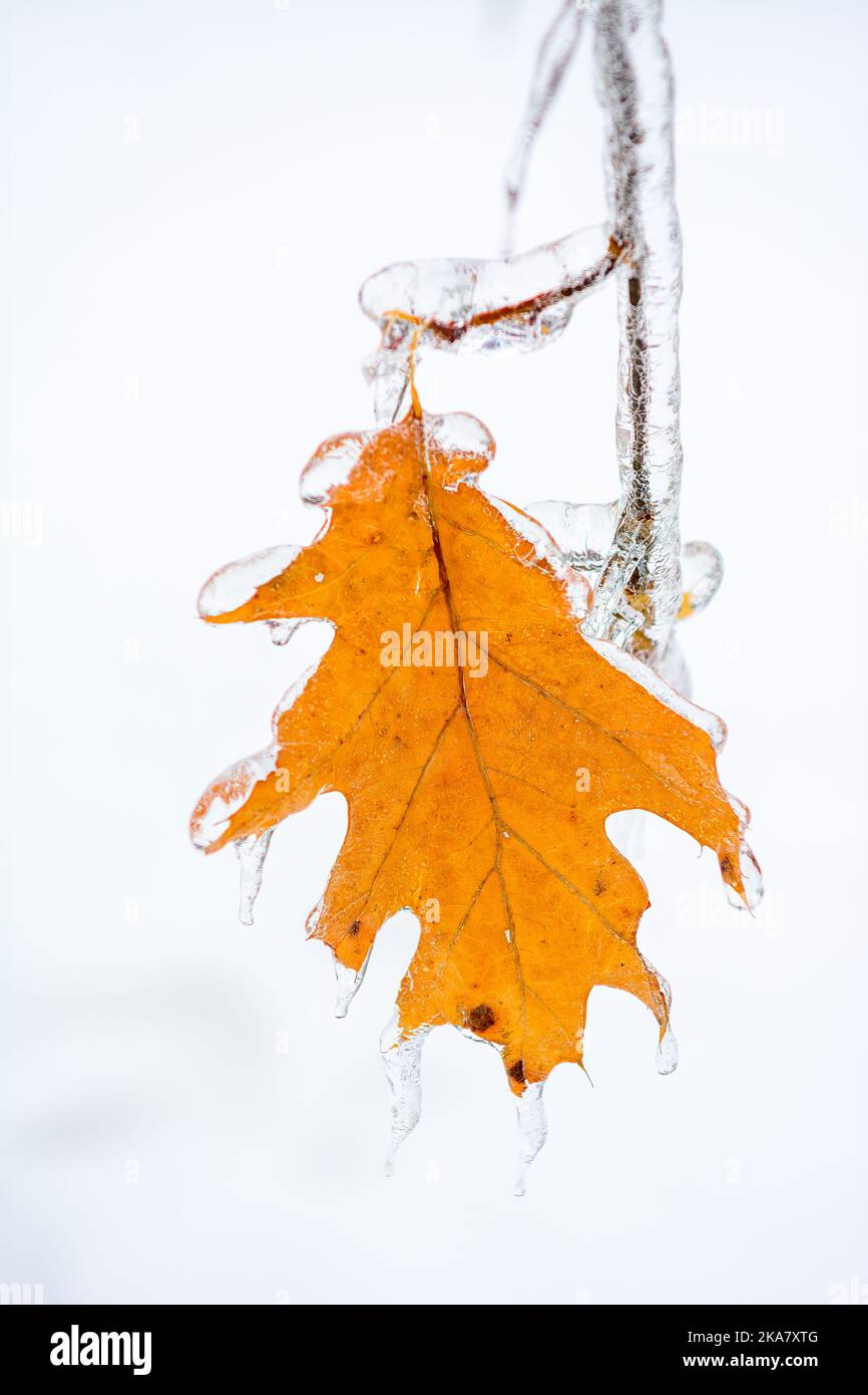 Toronto, Canada, freezing rain covering diverse surfaces in outdoor ...