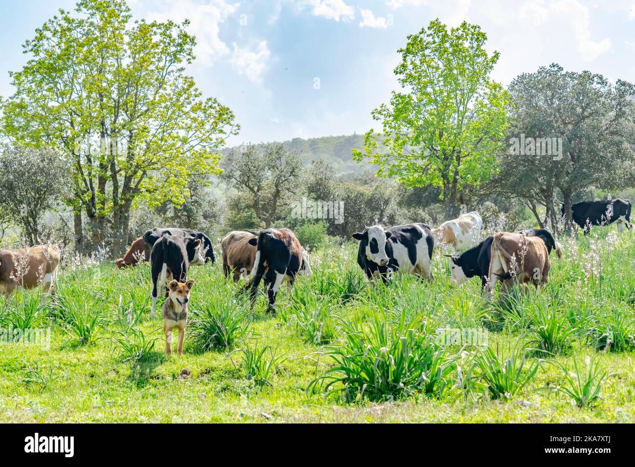 Cows grazing grass and a dog standing in front of camera in a meadow ...