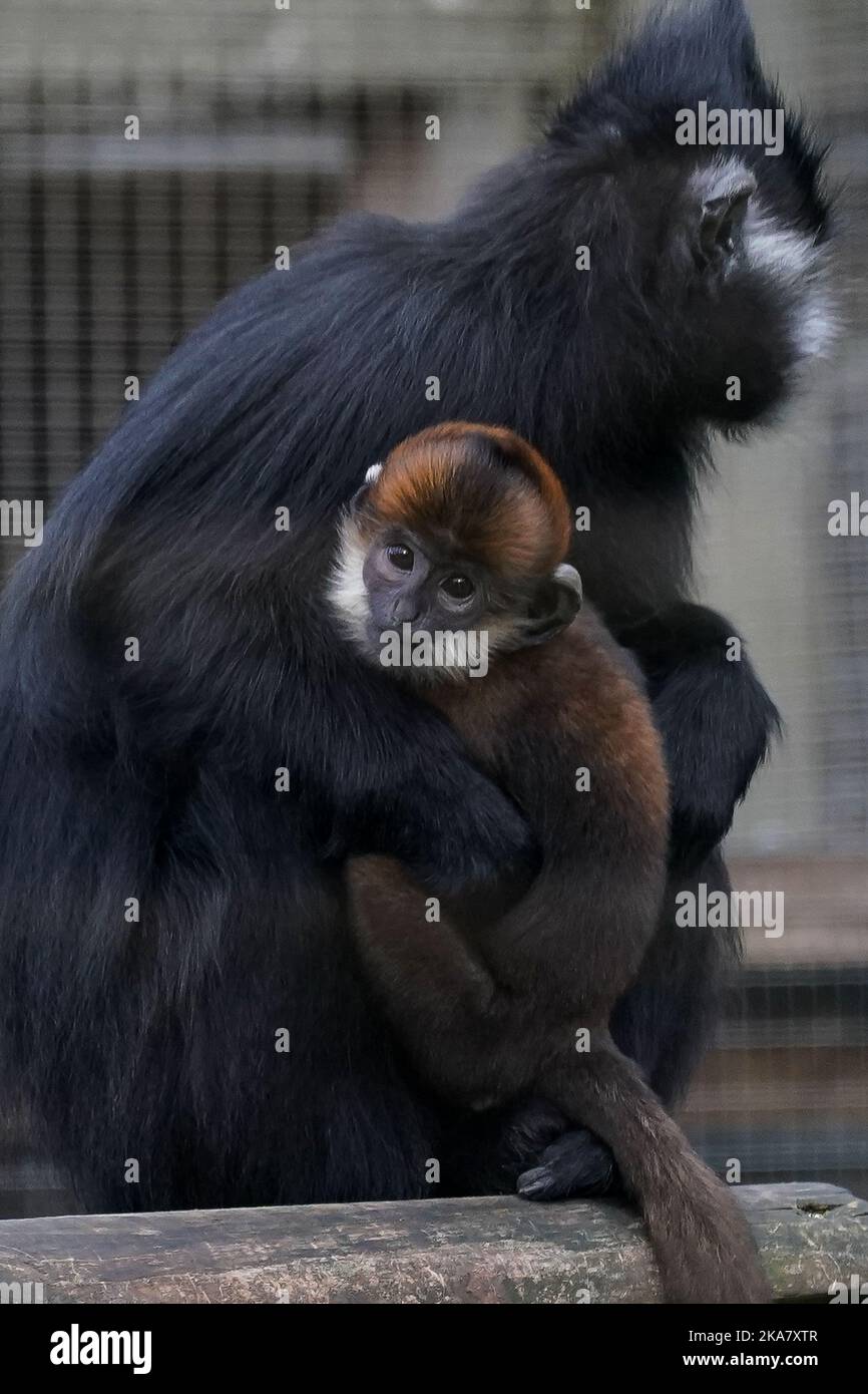 A newborn Francois Langur monkey explores its surroundings at Twycross ...