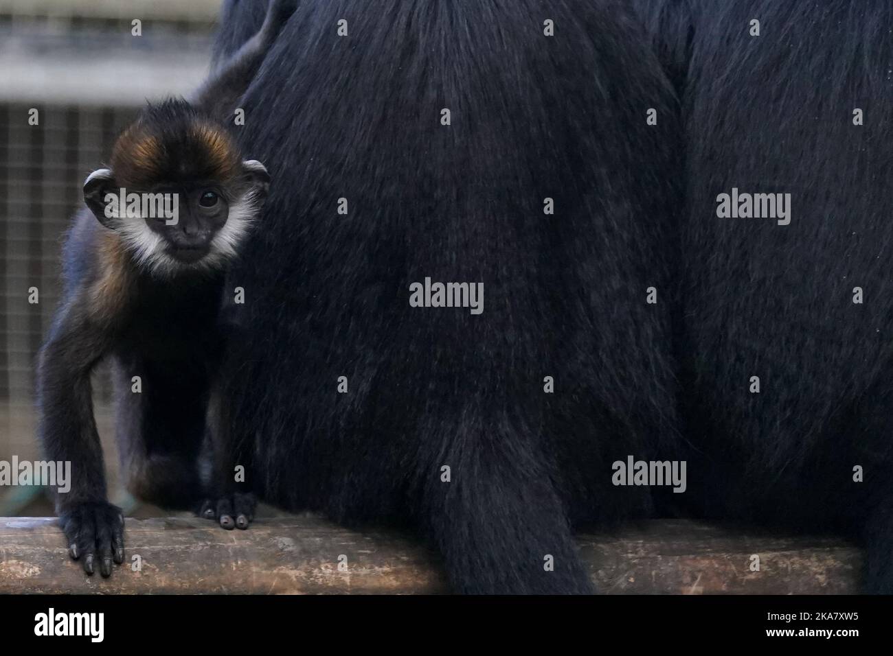 A newborn Francois Langur monkey explores its surroundings at Twycross ...