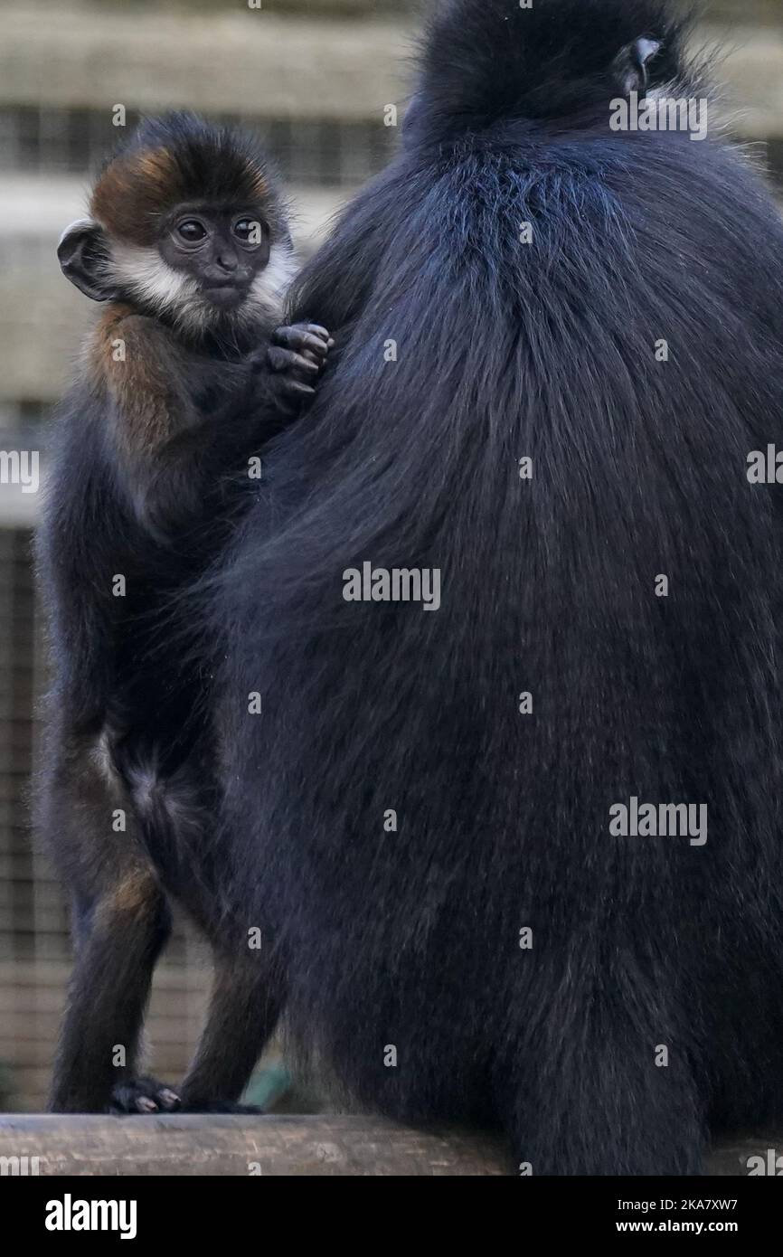 A newborn Francois Langur monkey explores its surroundings at Twycross ...