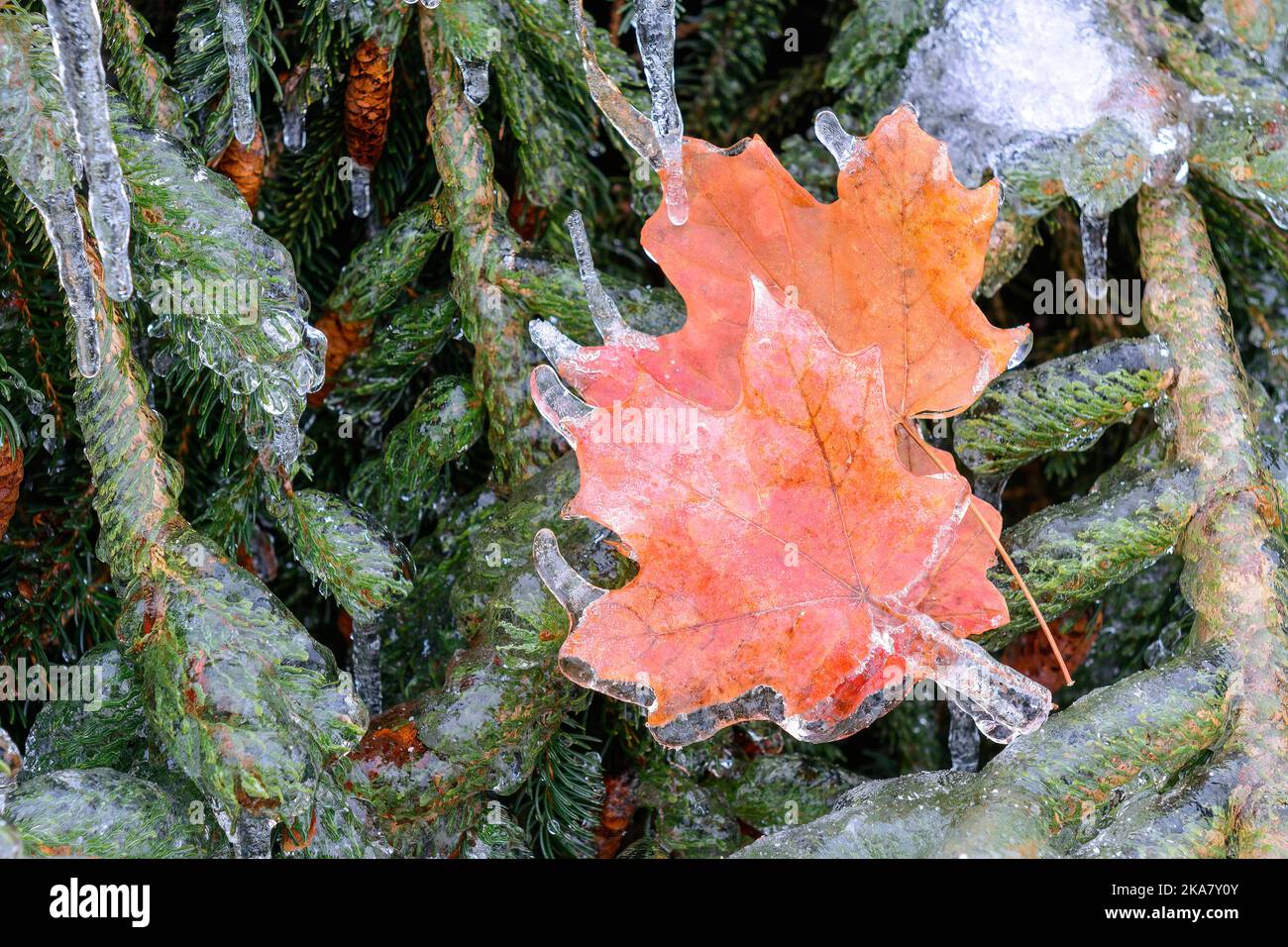 Toronto, Canada, freezing rain covering diverse surfaces in outdoor ...