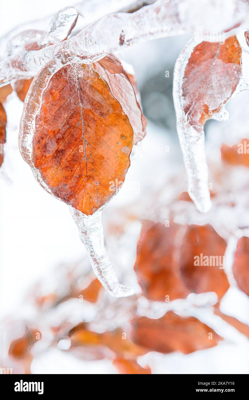 Toronto, Canada, freezing rain covering diverse surfaces in outdoor ...