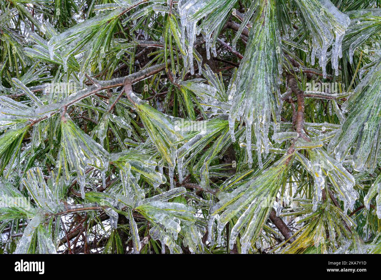 Toronto, Canada, freezing rain covering diverse surfaces in outdoor ...