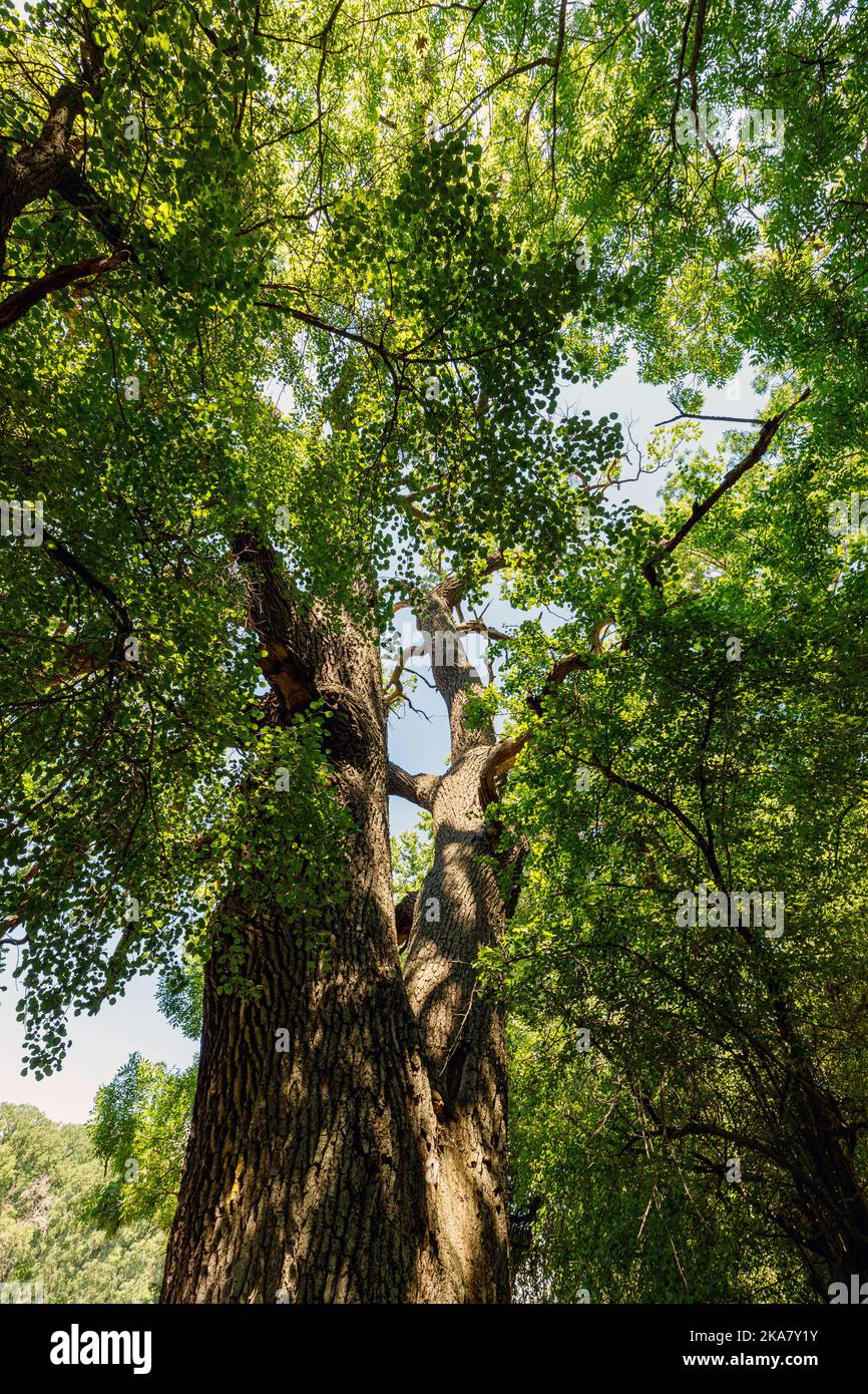 Tree in the Latea Forest in the Danube Delta Stock Photo - Alamy