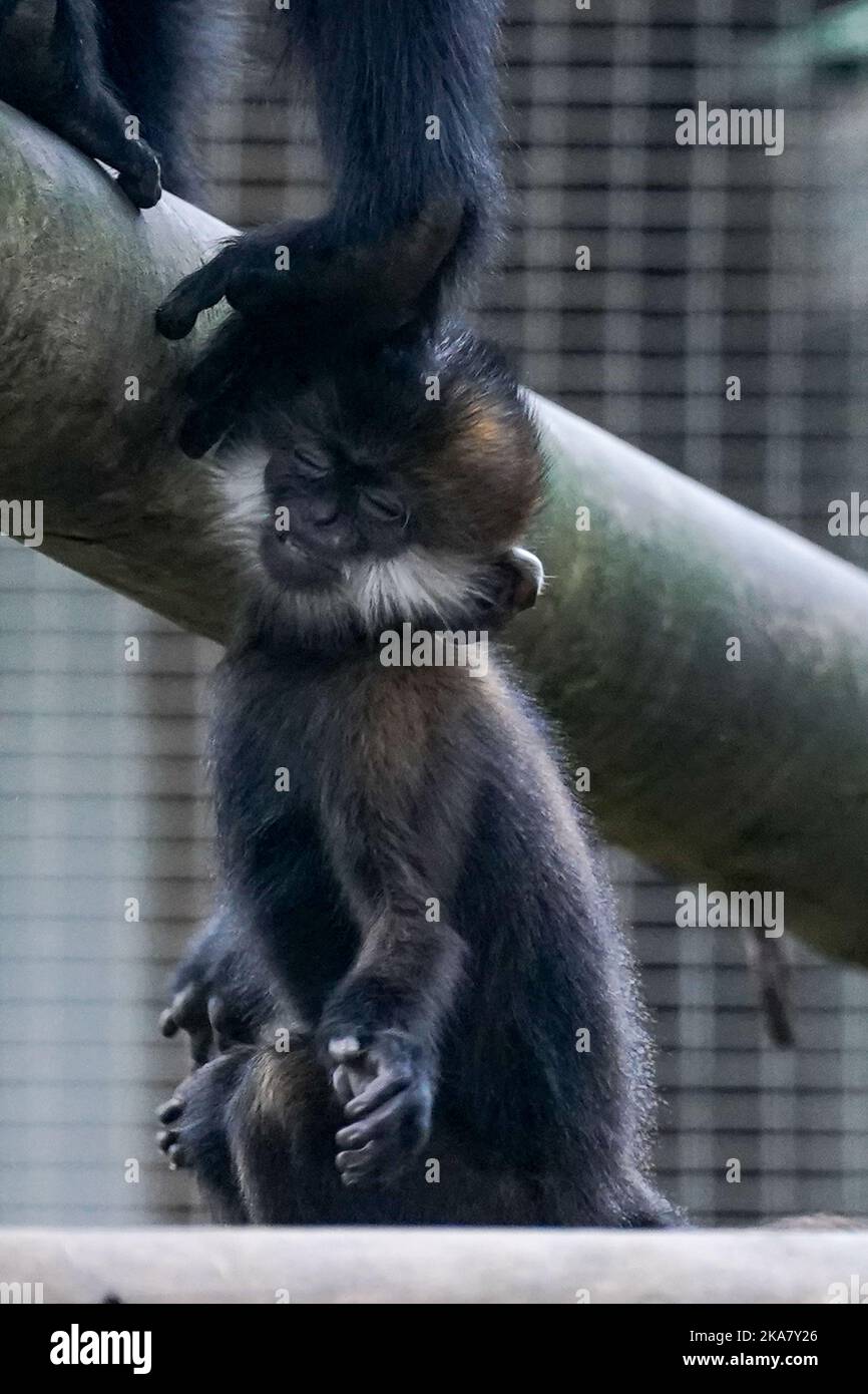 A newborn Francois Langur monkey is stepped on by one of the older ...
