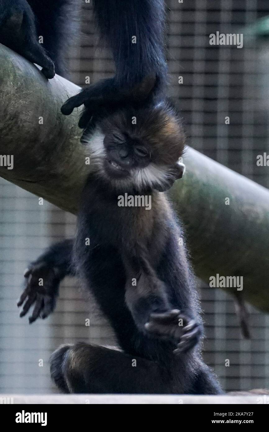 A newborn Francois Langur monkey is stepped on by one of the older ...