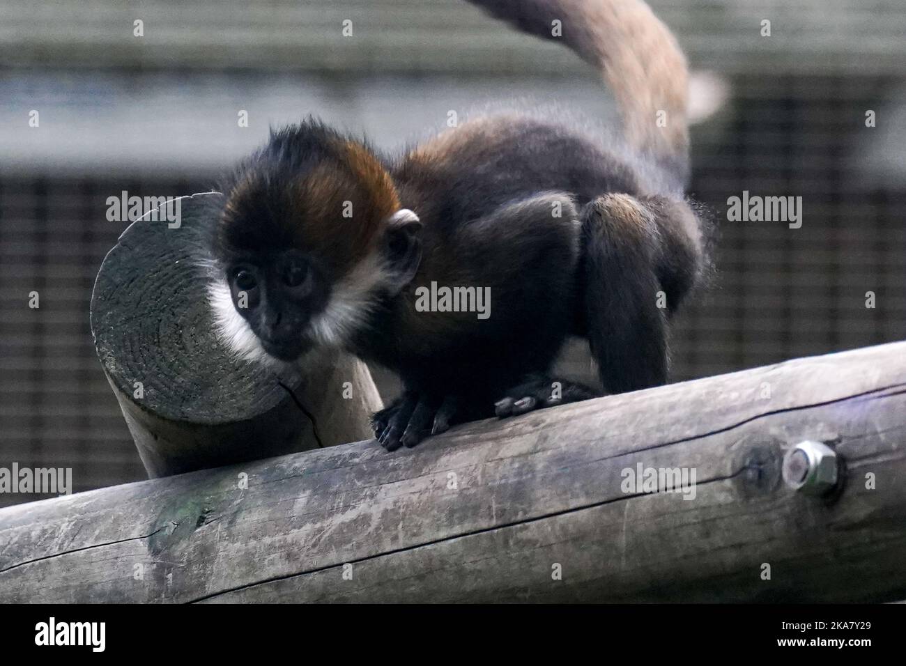 A newborn Francois Langur monkey explores its surroundings at Twycross ...