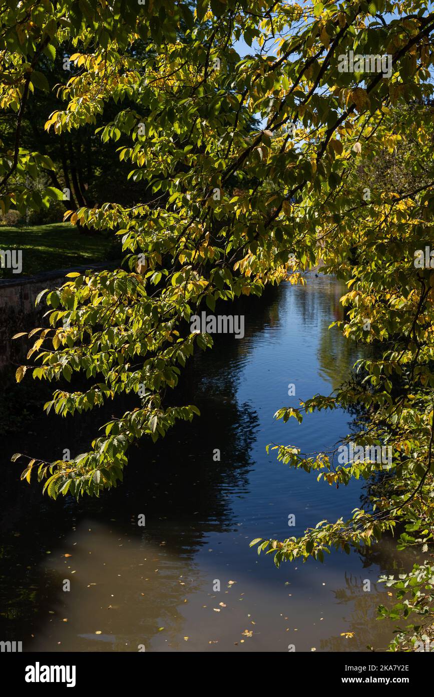 View of tree over the water. Quiet little river with trees on banks ...