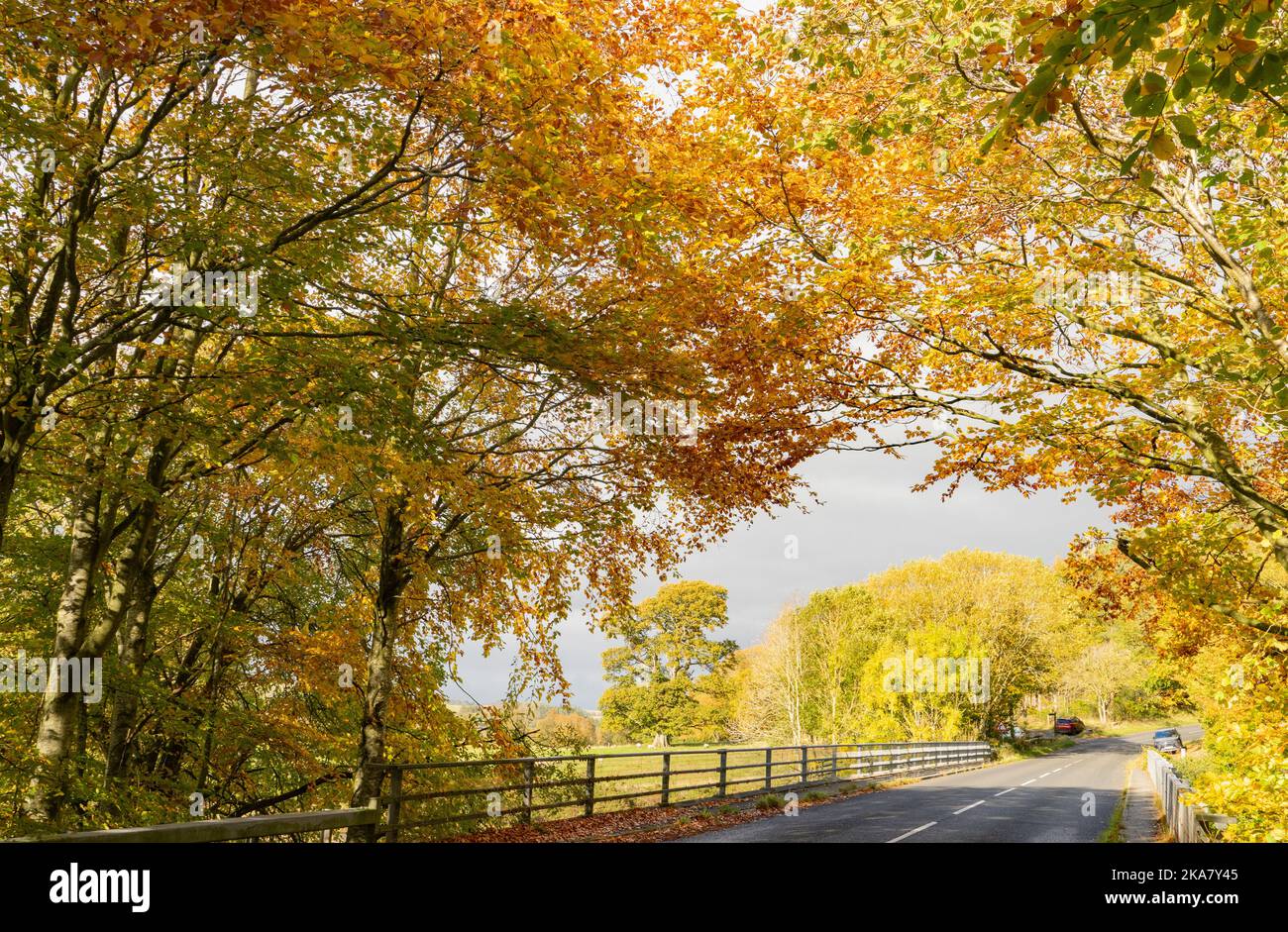 Treelined road in fall in Northumberland, uk Stock Photo - Alamy