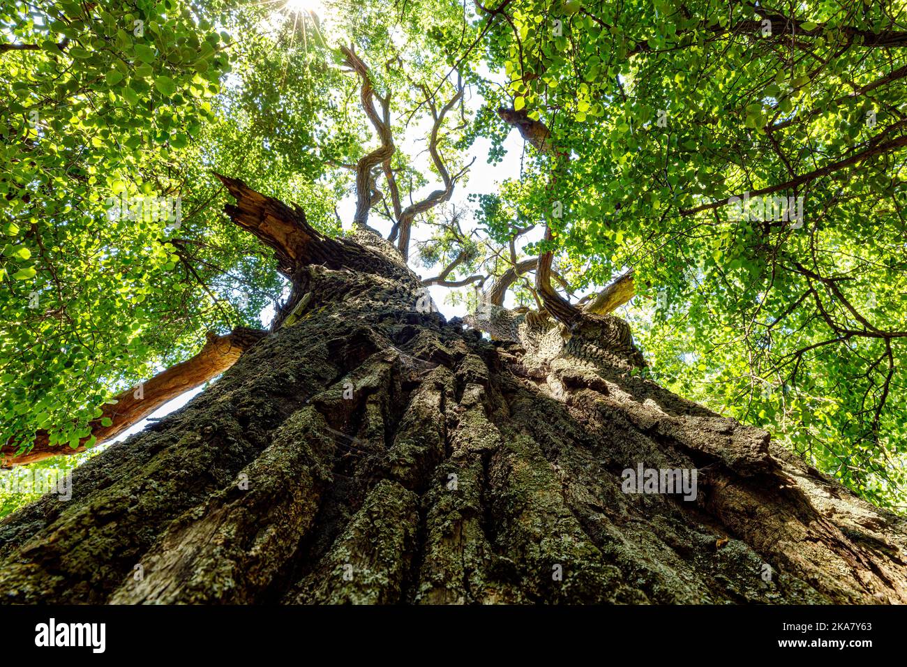 Delta dunarii national park hi-res stock photography and images - Alamy