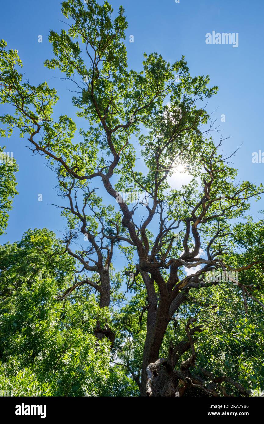 Delta dunarii national park hi-res stock photography and images - Alamy