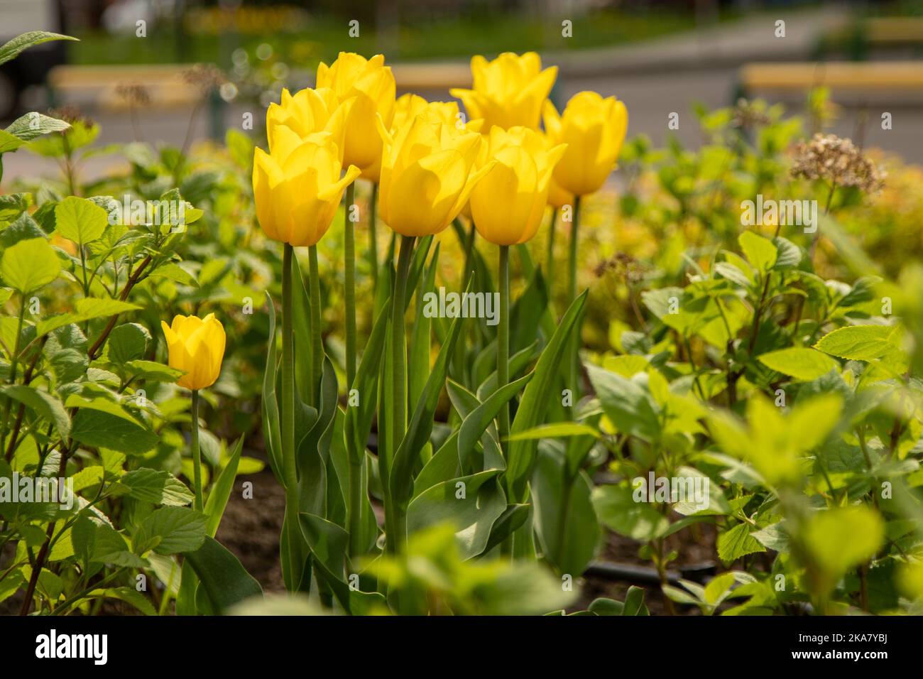 Yellow tulips in a flower bed. The tulip bud in garden. Beautiful ...