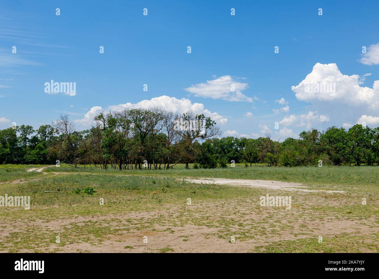 The Landscape of the Latea Forest in the Danube Delta Stock Photo - Alamy