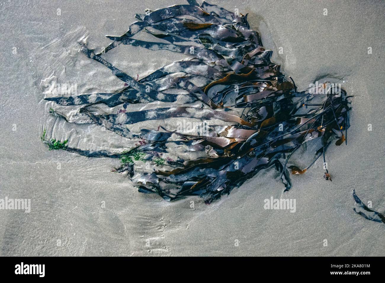 A clump of seaweed that from an abstract octopus shape. Found along the ...
