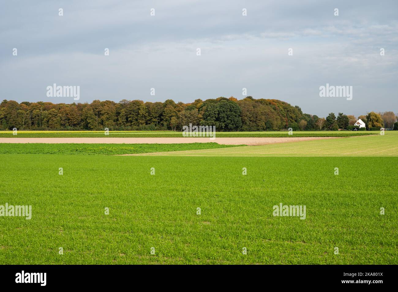 Green agriculture land and woods around Zemst, Flemish Region, Belgium ...