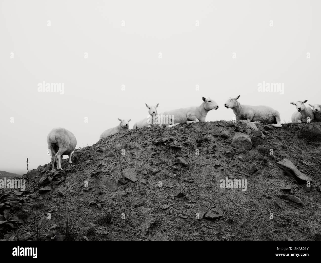 Sheep taking a break on a sandy rock mound all in a line - sheep ...