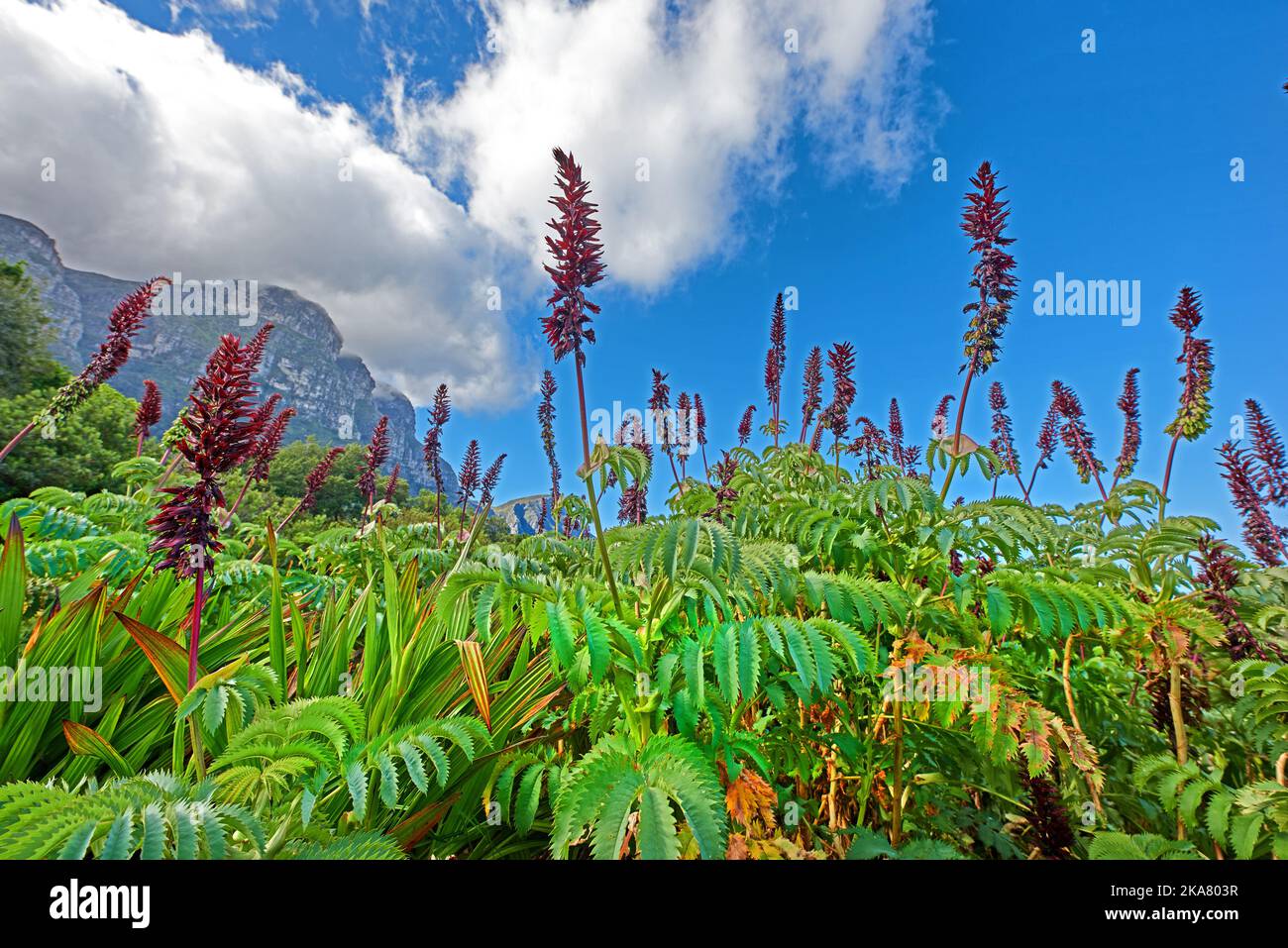 Mountain flowers. Mountain flowers - Table Mountain National Park Stock ...