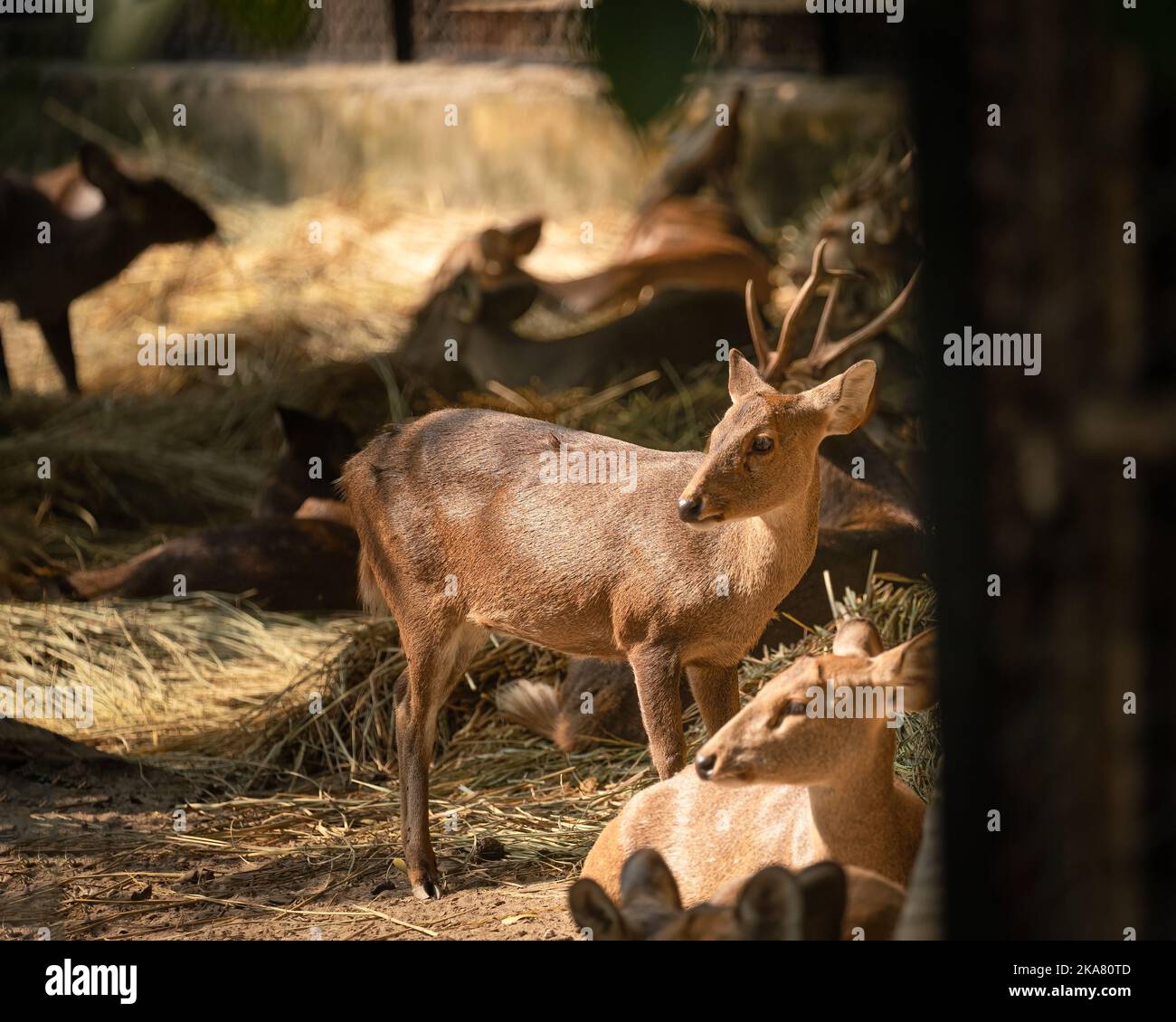 A barking deer under a tree Stock Photo - Alamy