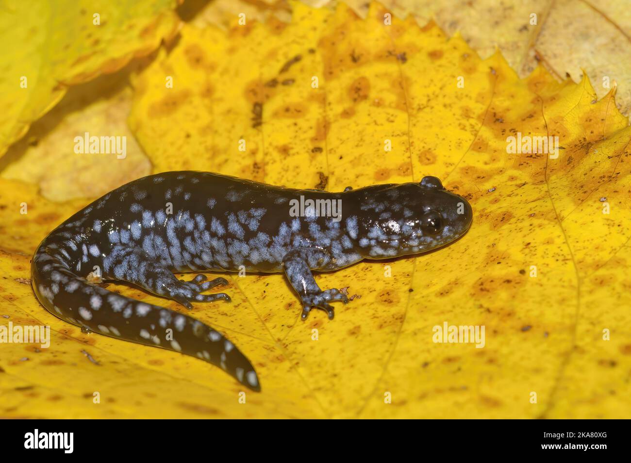 Closeup on an adult of the endangered Blue spotted mole salamander ...