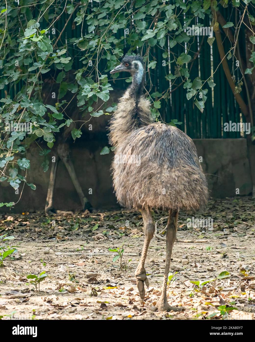 Emu walking hi-res stock photography and images - Alamy