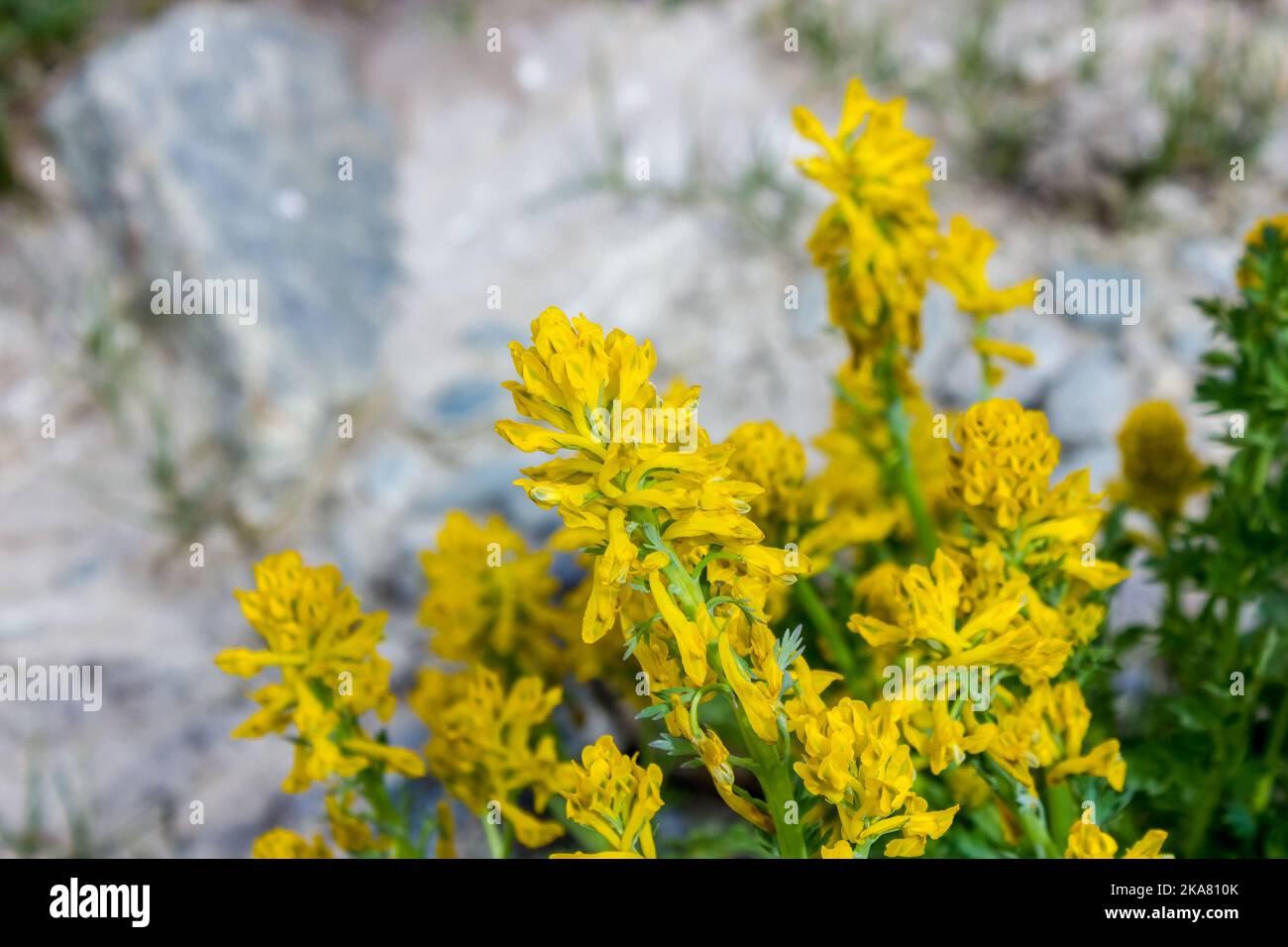 Wild yellow Golden Corydalis flowers aka Corydalis aurea Willd growing ...