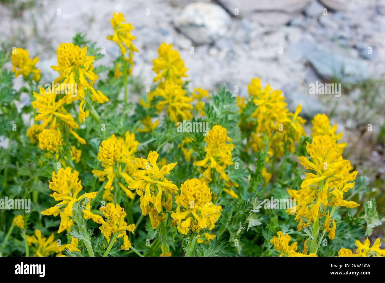 Wild yellow Golden Corydalis flowers aka Corydalis aurea Willd growing ...