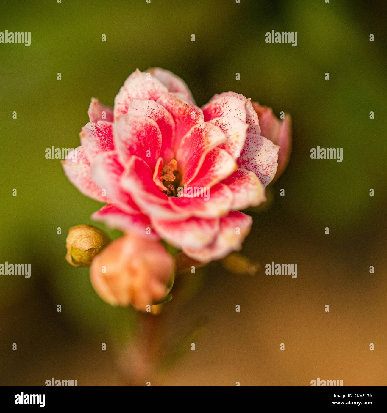 Kalanchoe flower in pink hi-res stock photography and images - Alamy