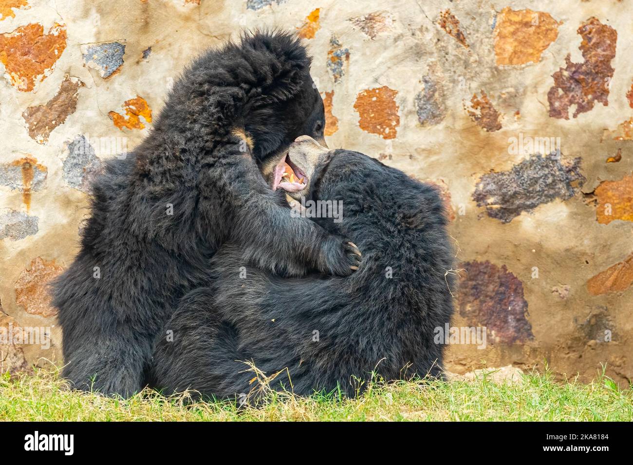 Black bear smile wildlife hi-res stock photography and images - Alamy