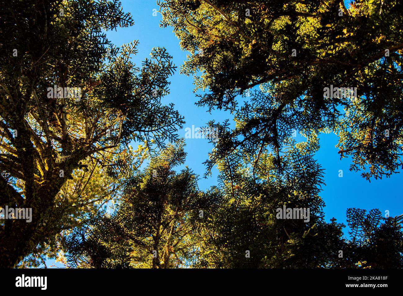 Looking up at pine tree canopy, with blue sky and pine needles ...