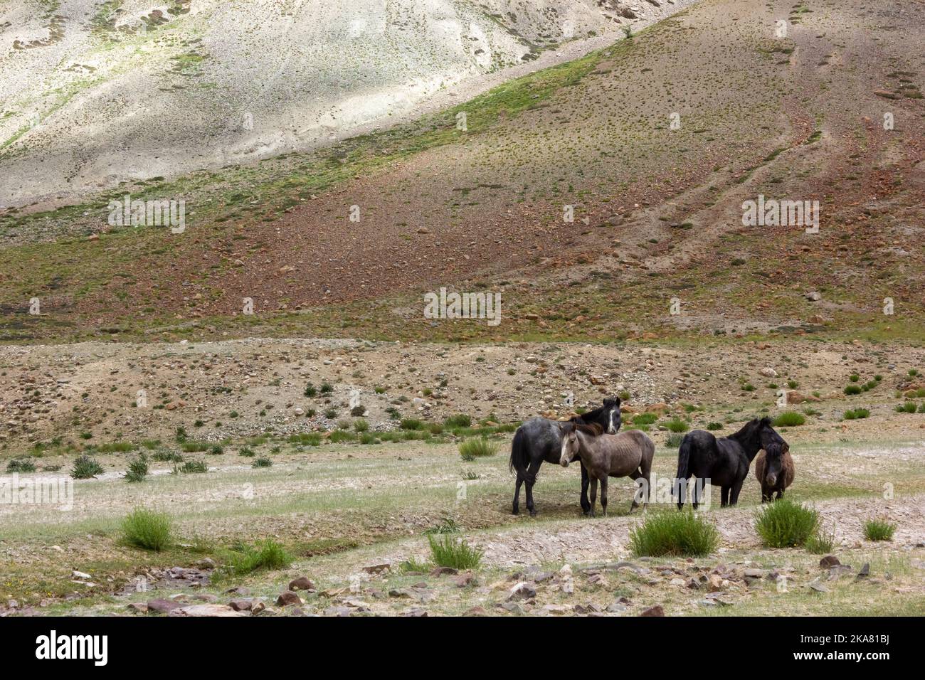 Black horses standing below a steep hillside in a remote Himalayan ...