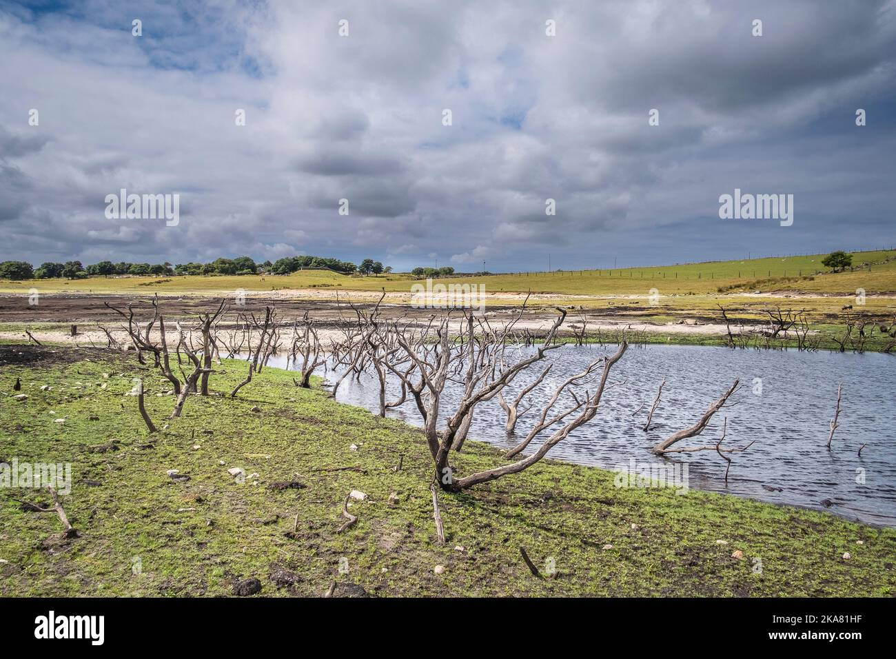 The remains of skeletal dead trees in and around a small man-made pond ...