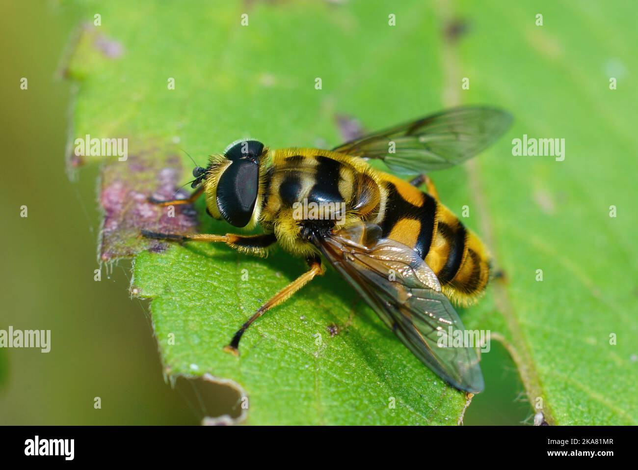 Detailed closeup on a Deadhead hoverfly, Myathropdea florea, sitting on ...