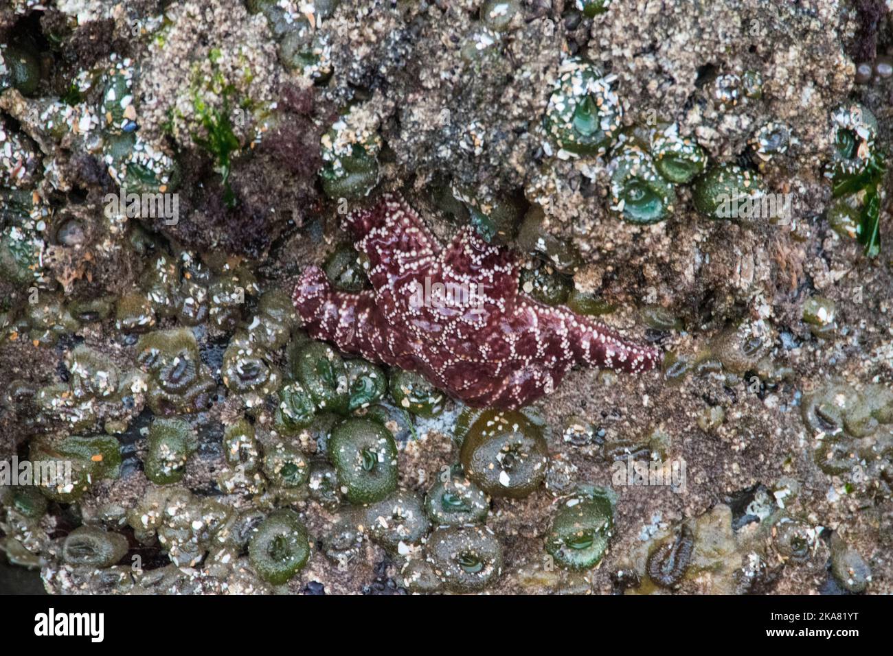 Star fish clinging to the barnacle covered sea stacks, on the Oregon ...