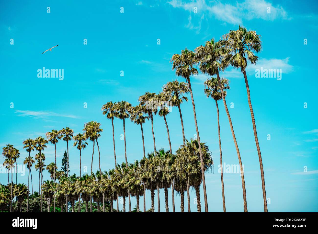 Palm tree row with seagull in Santa Barbara beach area. Vibrant ...