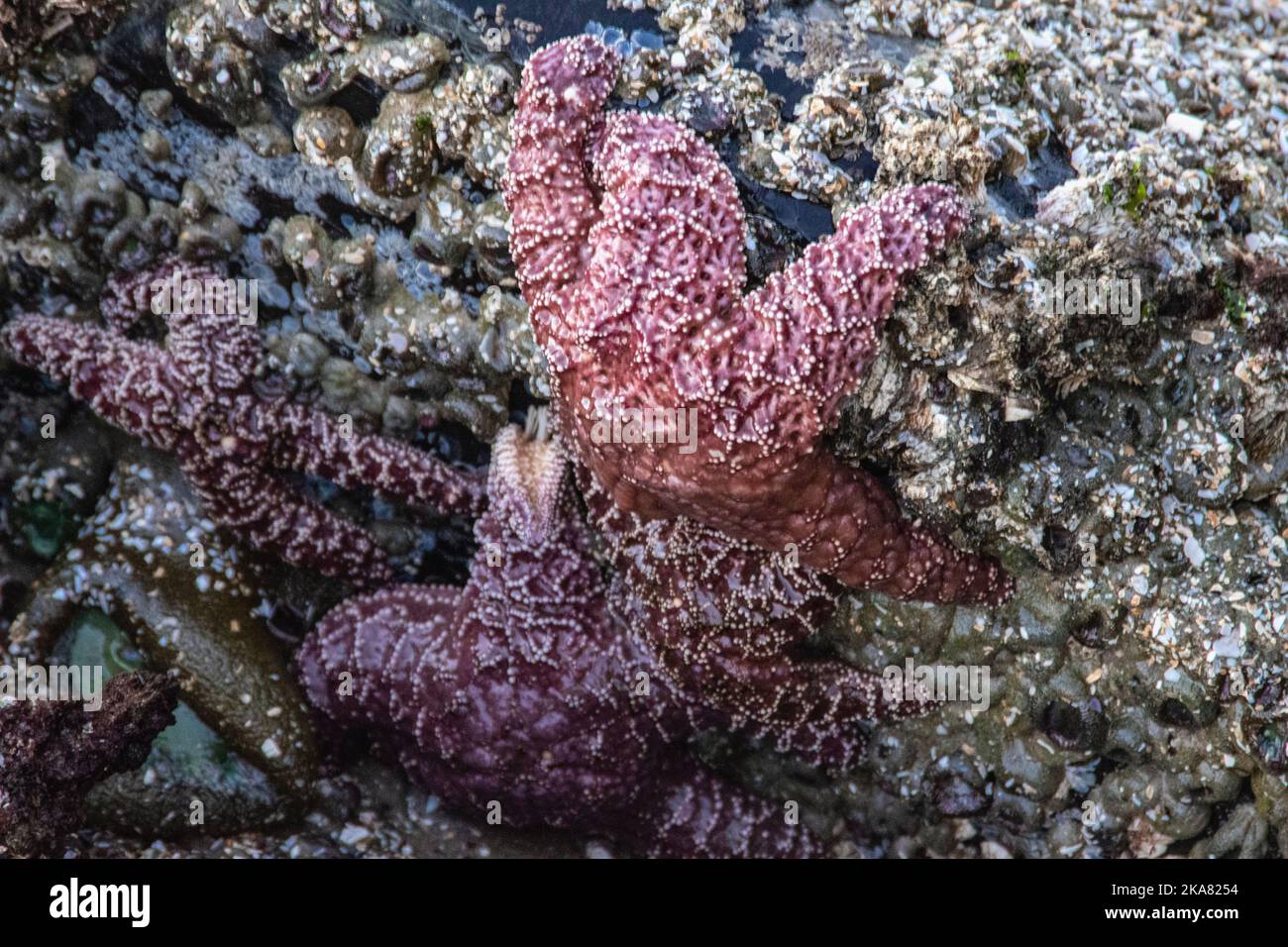 Star fish clinging to the barnacle covered sea stacks, on the Oregon ...