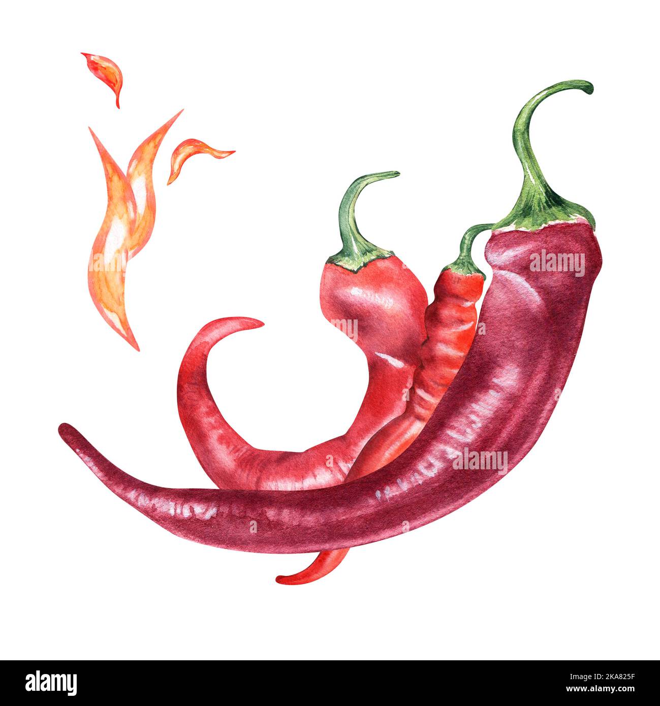 Red chili hot peppers on fire watercolor illustration isolated on white ...