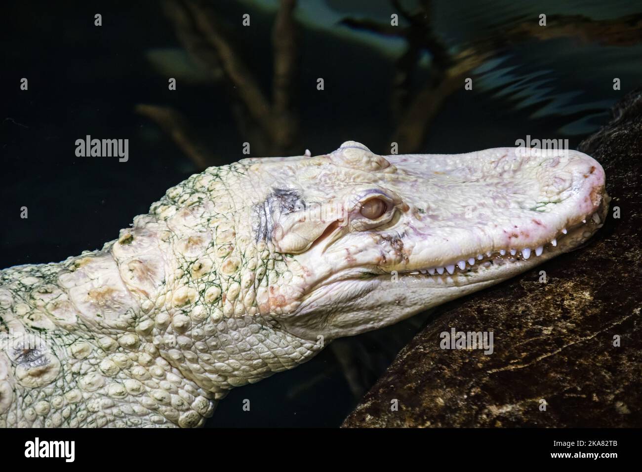 the closeup image of albino American alligator (Alligator ...