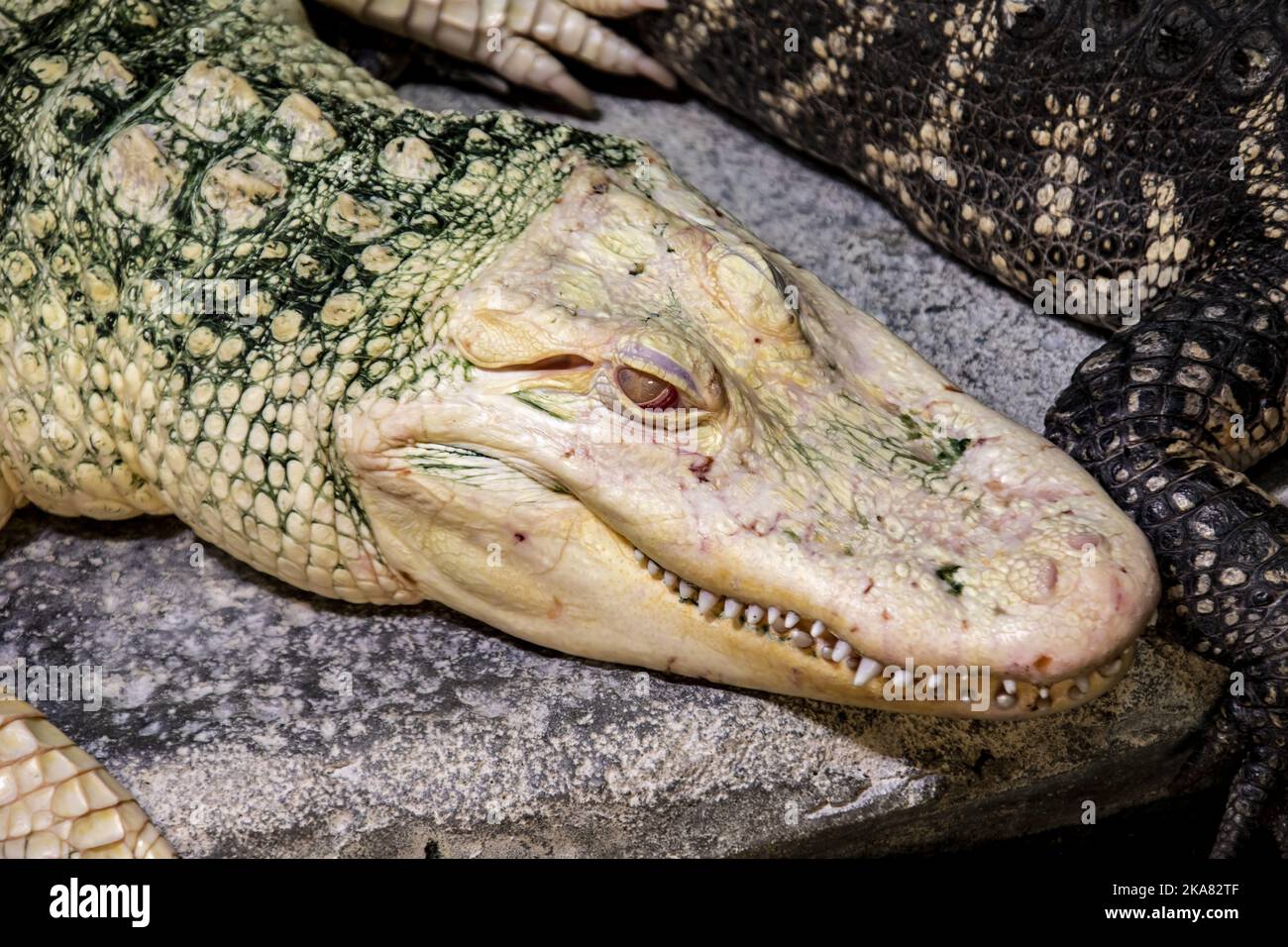Largest White Alligator
