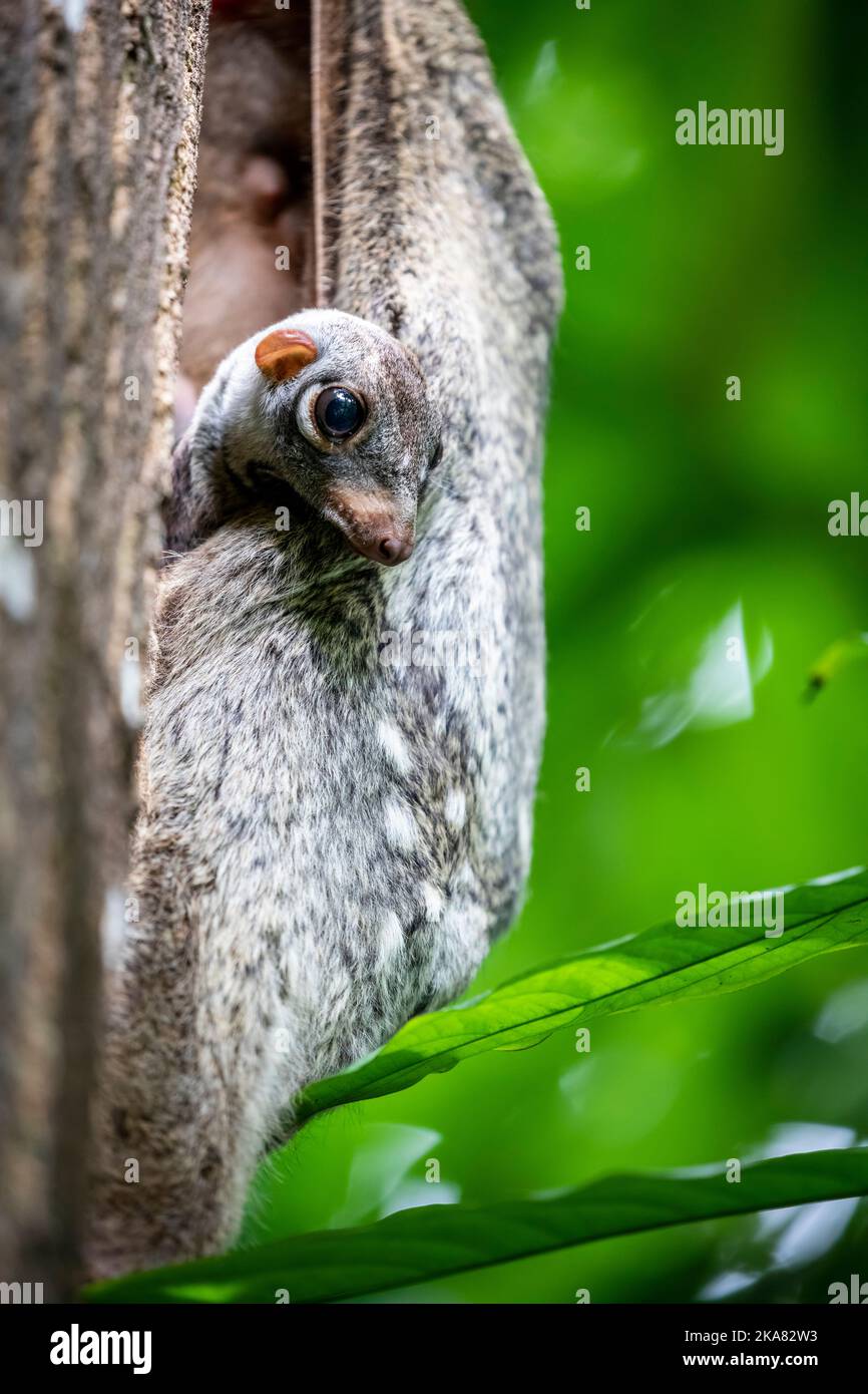 A baby wild Sunda flying lemur (Galeopterus variegatus) found in public ...