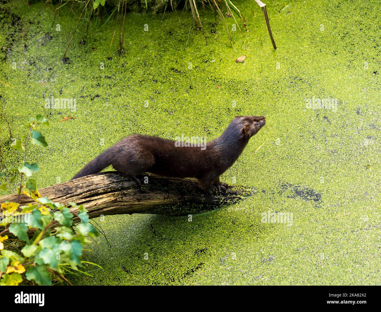 Eurasian mink hi-res stock photography and images - Alamy