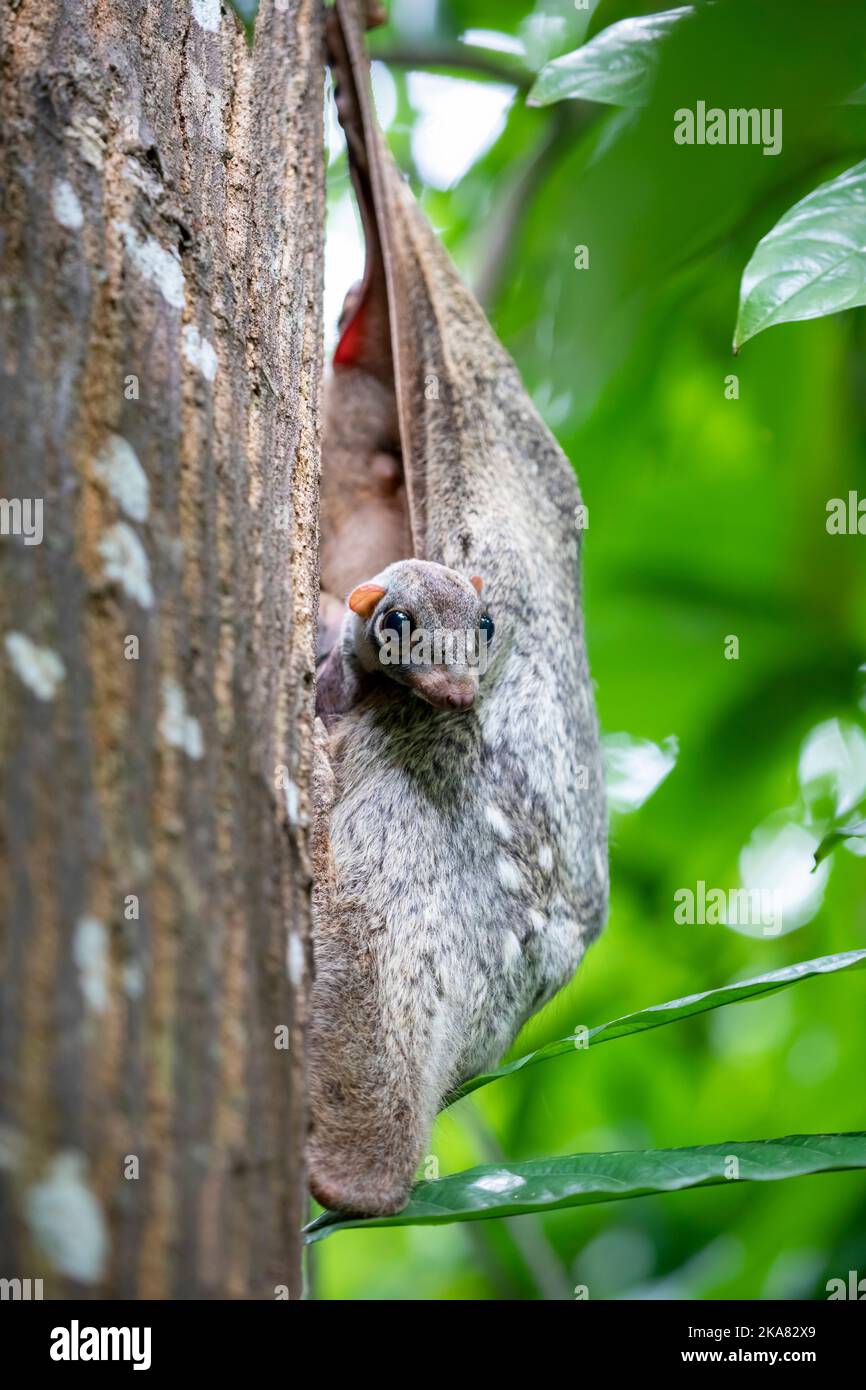 A baby wild Sunda flying lemur (Galeopterus variegatus) found in public ...